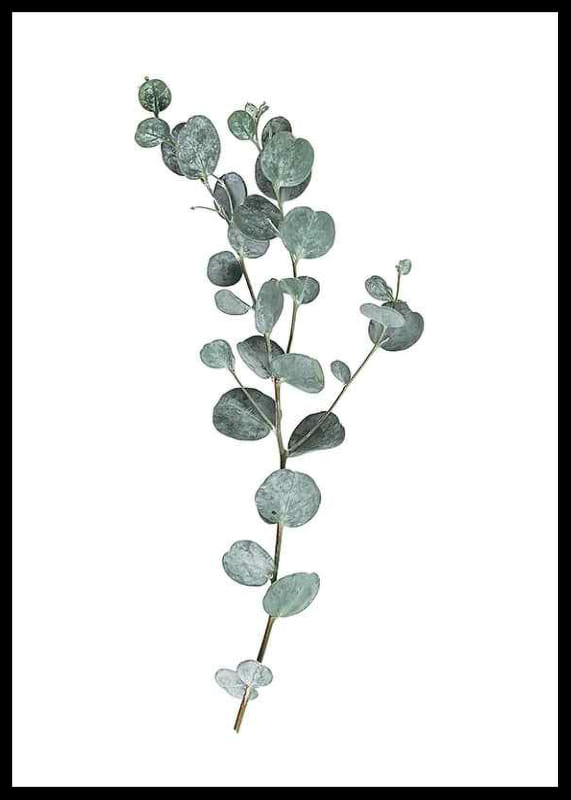 Eucalyptus No1 Poster | Botaniskt | Gallerix.se