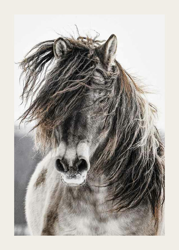 Wild Horse Poster | Kinderposter | Gallerix.de