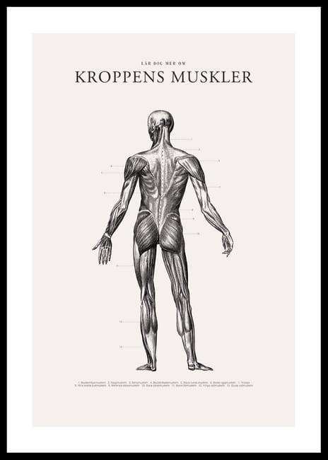 Kroppens Muskler Baksida Poster | Fakta och Kunskap | Gallerix.se