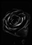 Black Rose Poster | Botaniskt | Gallerix.se
