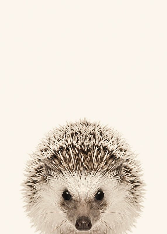 Baby Hedgehog Plakat | Børneplakater | Gallerix-home.dk