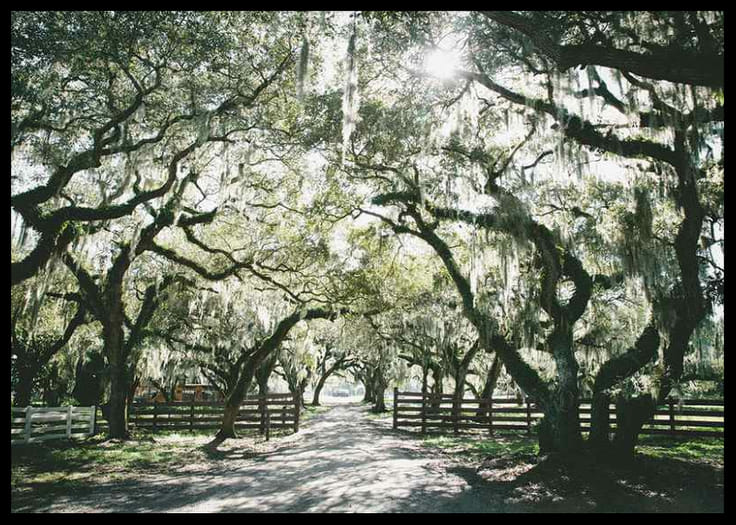 Canopy Of Trees Poster | Naturbilder | Gallerix.de