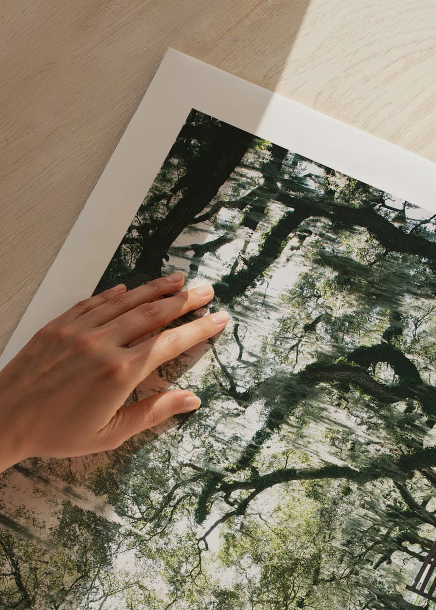 Canopy Of Trees Poster | Natur | Gallerix.se
