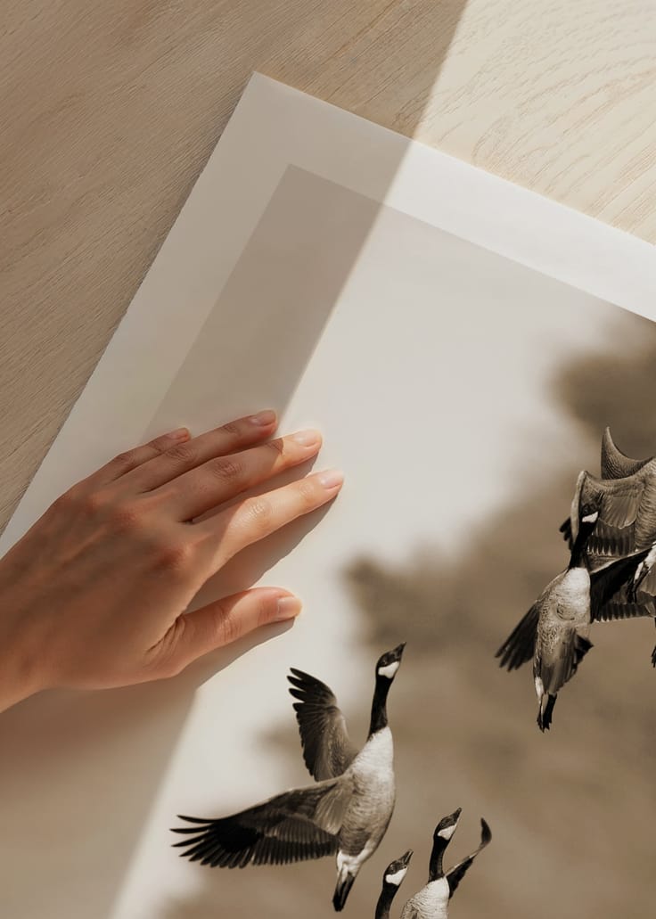 Canada Geese Poster | Djur | Gallerix.se