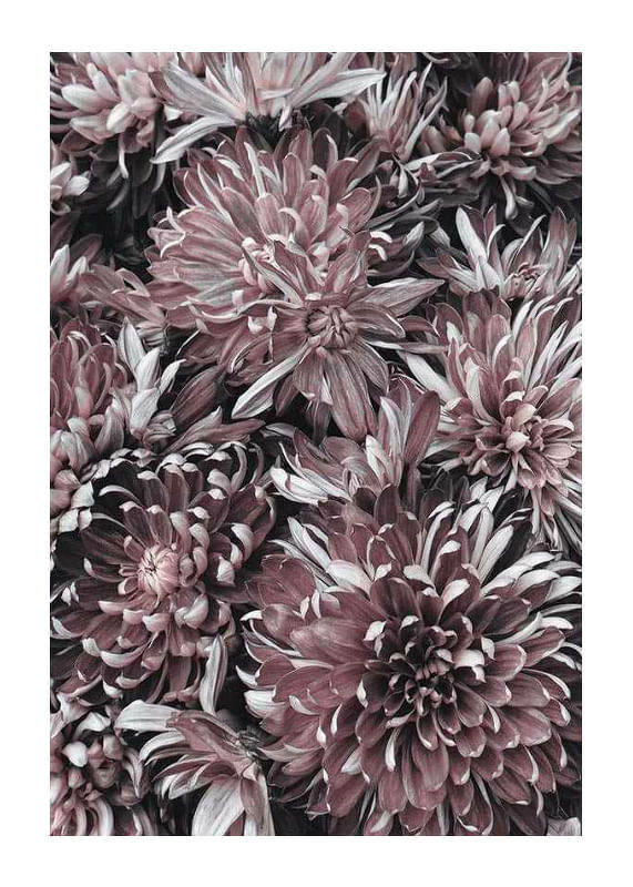 Dahlias Affiche | Fleurs et plantes | Gallerix.fr