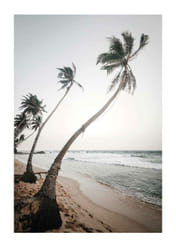 Beach Palm Trees Poster | | Gallerix.se