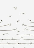 Freedom Concept Poster | Line art | Gallerix.de