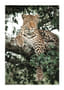 Leopard In Tree Poster | Djur | Gallerix.se