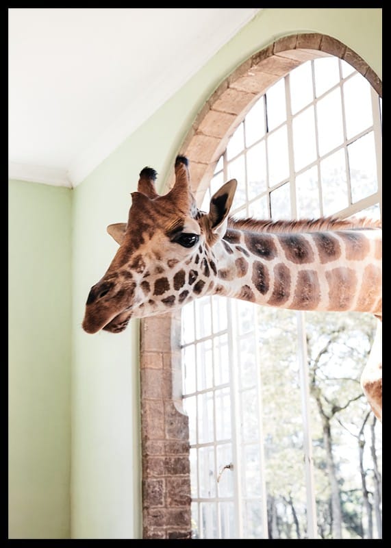 Giraffe Through Window Poster | Barntavlor | Gallerix.se