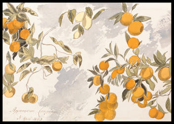 Fruit Trees By Edward Lear Poster | Berömda konstnärer | Gallerix.se