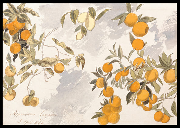 Fruit Trees By Edward Lear Poster | Berömda konstnärer | Gallerix.se