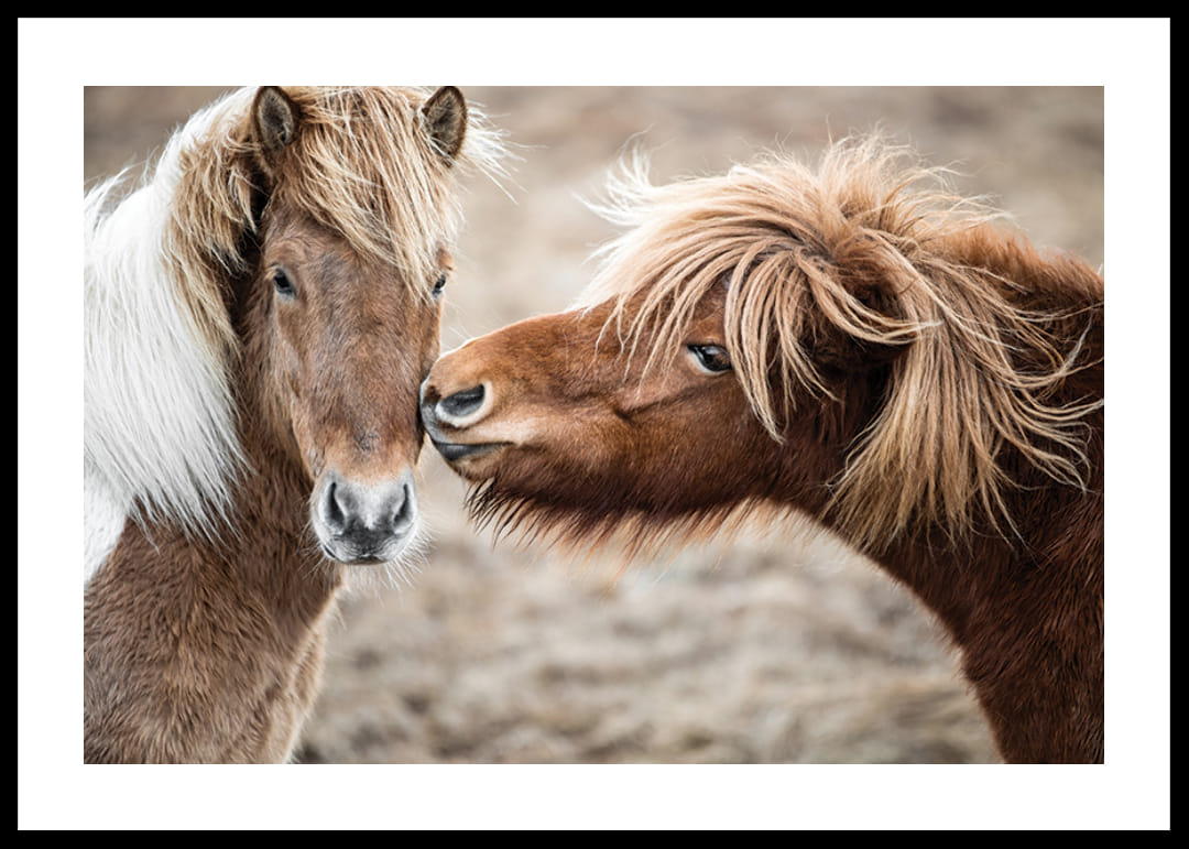 Cute Horses Poster | Kinderposter | Gallerix.de