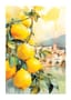 Amalfi Lemons No1 Juliste | | Gallerix.fi
