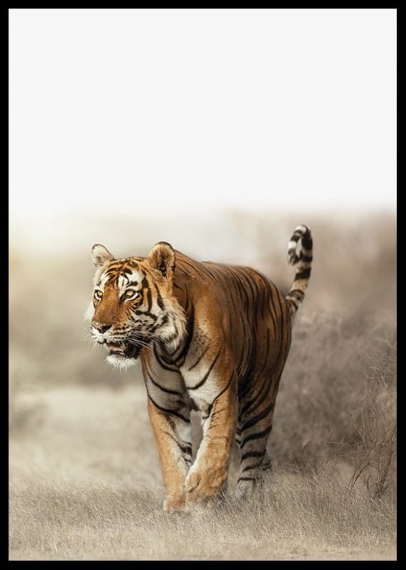 Tiger Walk Poster | Animals | Gallerix.co.uk