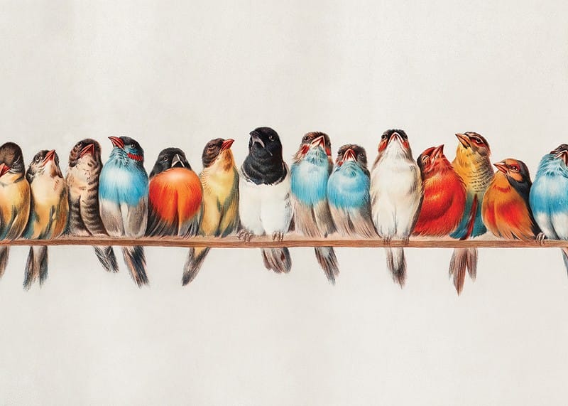 Birds In A Row Landscape Poster | Djur | Gallerix.se