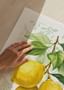 Salerno Amalfi Lemons Juliste | | Gallerix.fi