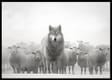 Wolf Among Sheep Poster | Djur | Gallerix.se