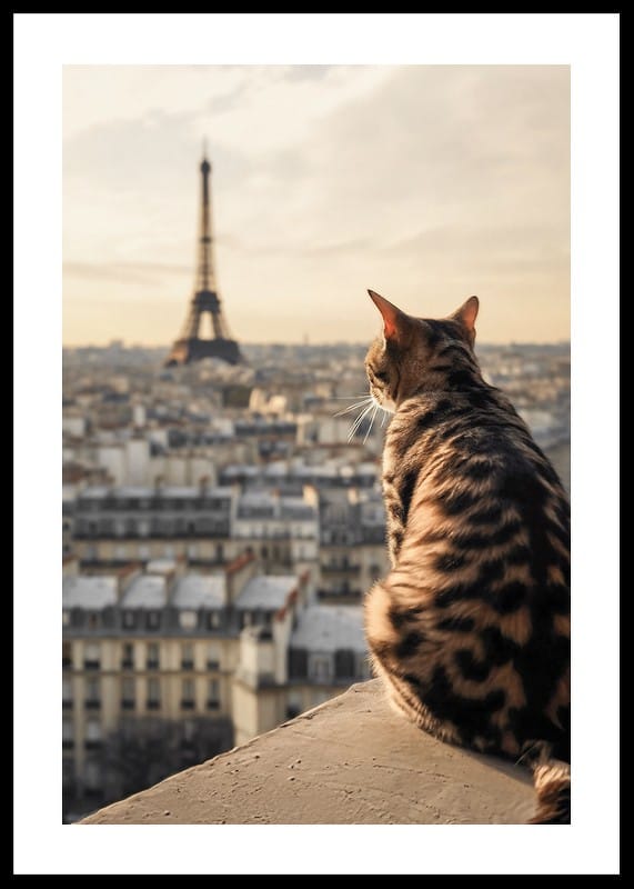 Cat In Paris Poster | Dieren | Gallerix.nl