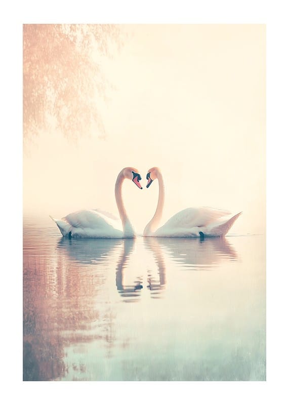 Swan Lovers On The Lake Poster | Djur | Gallerix.se