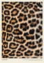 Leopard Print Poster | Animals | Gallerix.co.uk